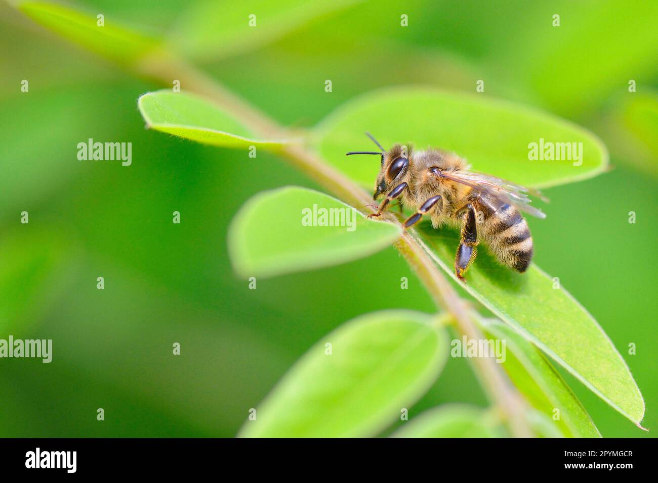 Common sand bee Stock Photo - Alamy