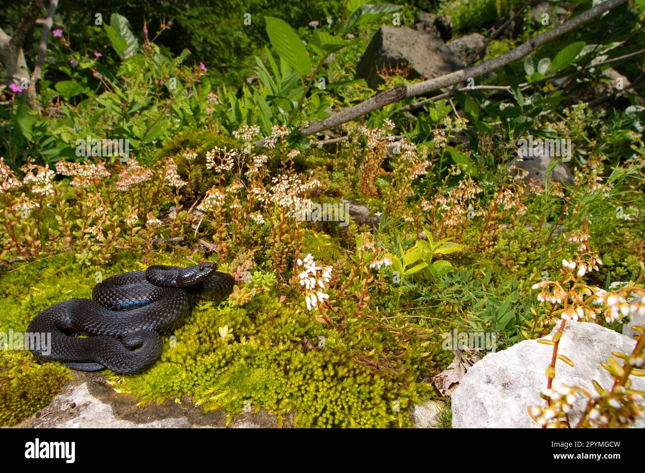 Black asp hi-res stock photography and images - Alamy