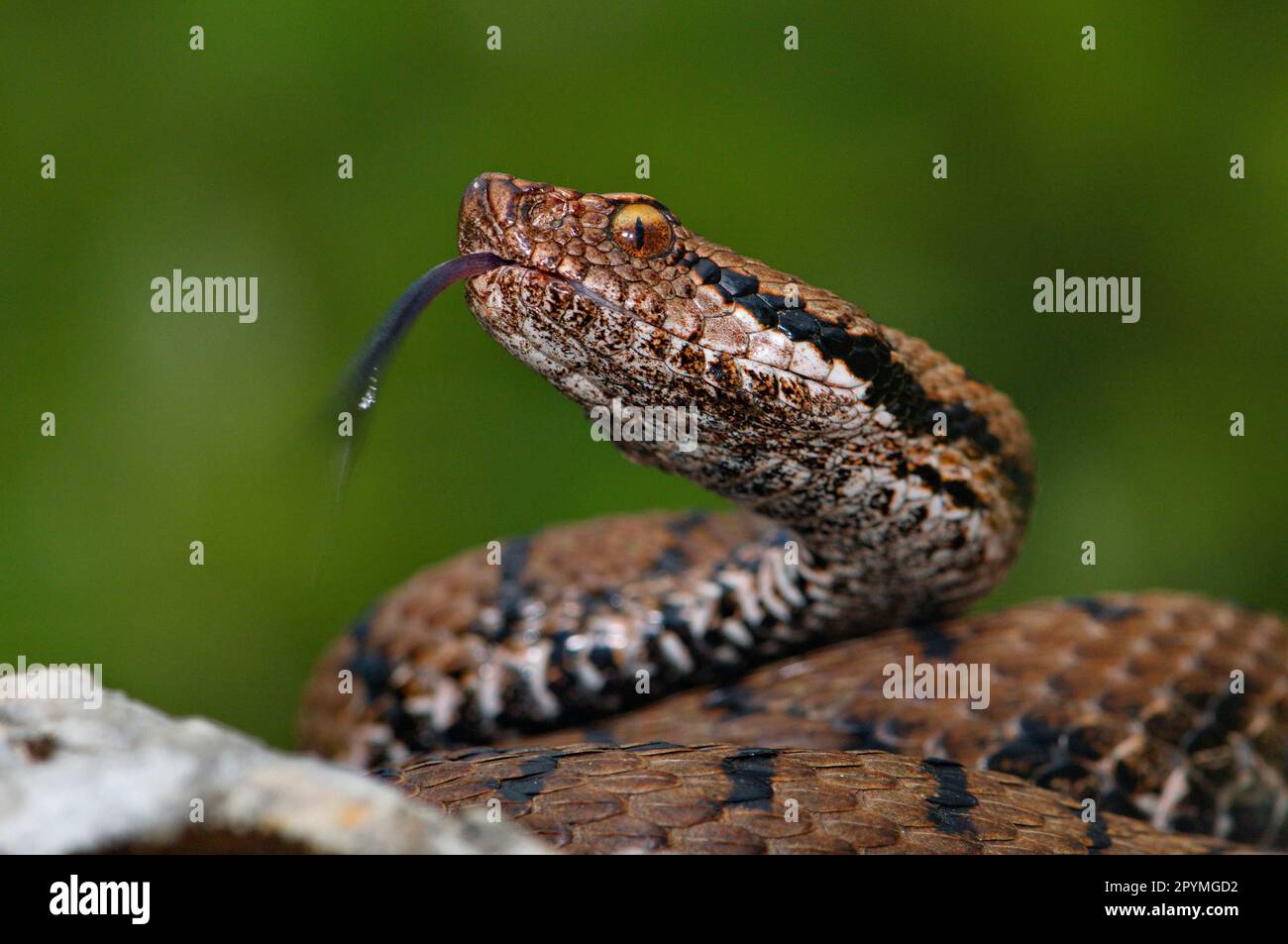 Stick male hi-res stock photography and images - Alamy