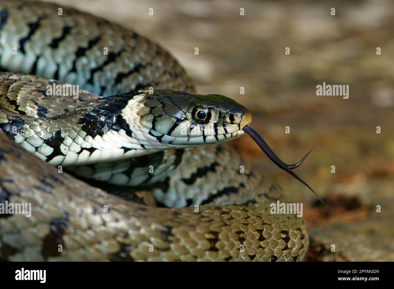 Barred grass snake tongue hi-res stock photography and images - Alamy
