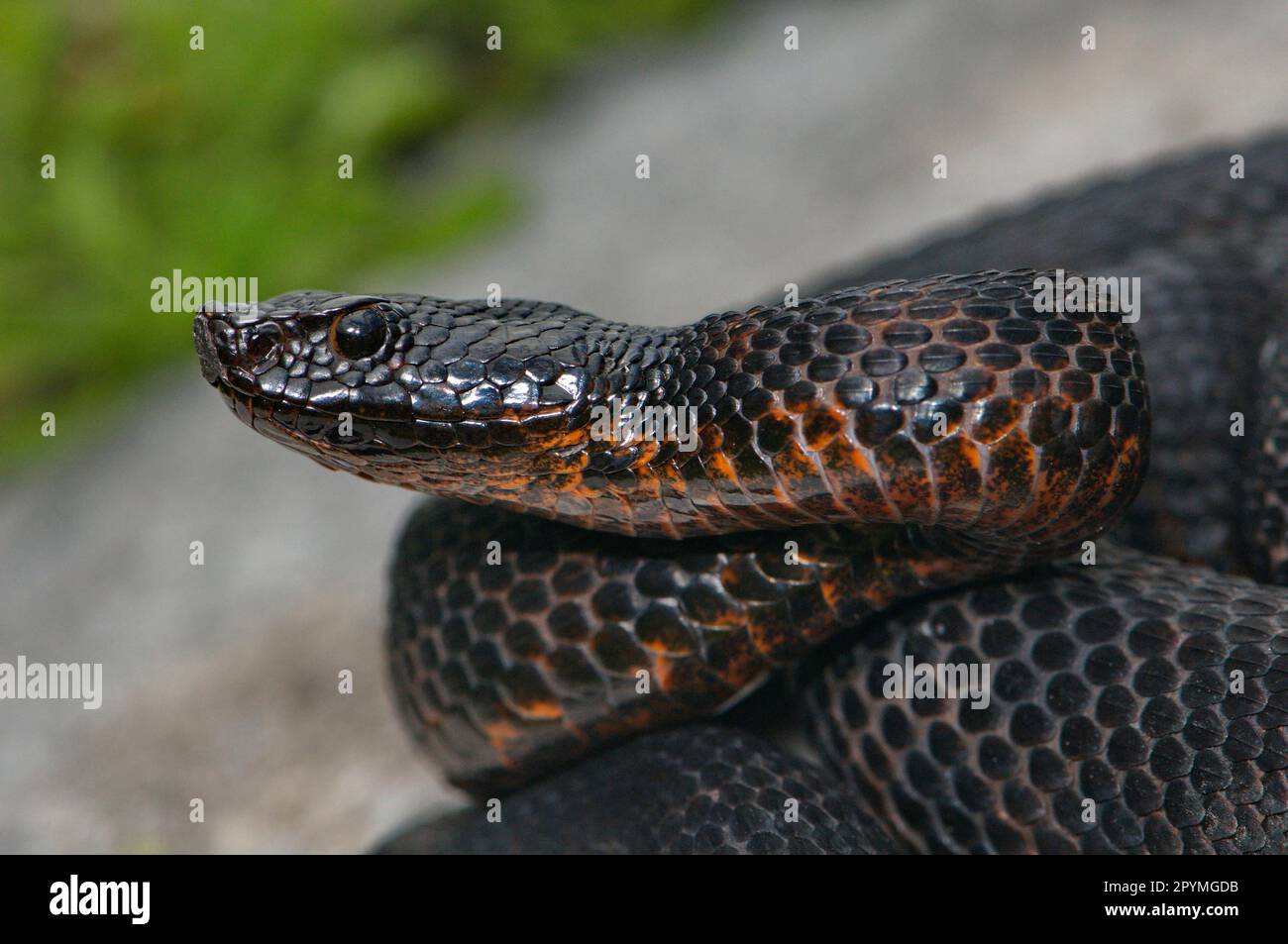 Black alpine viper Stock Photo - Alamy