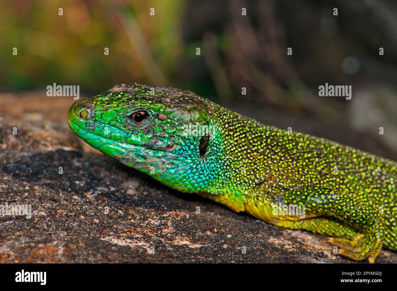 Western green lizard, male Stock Photo - Alamy