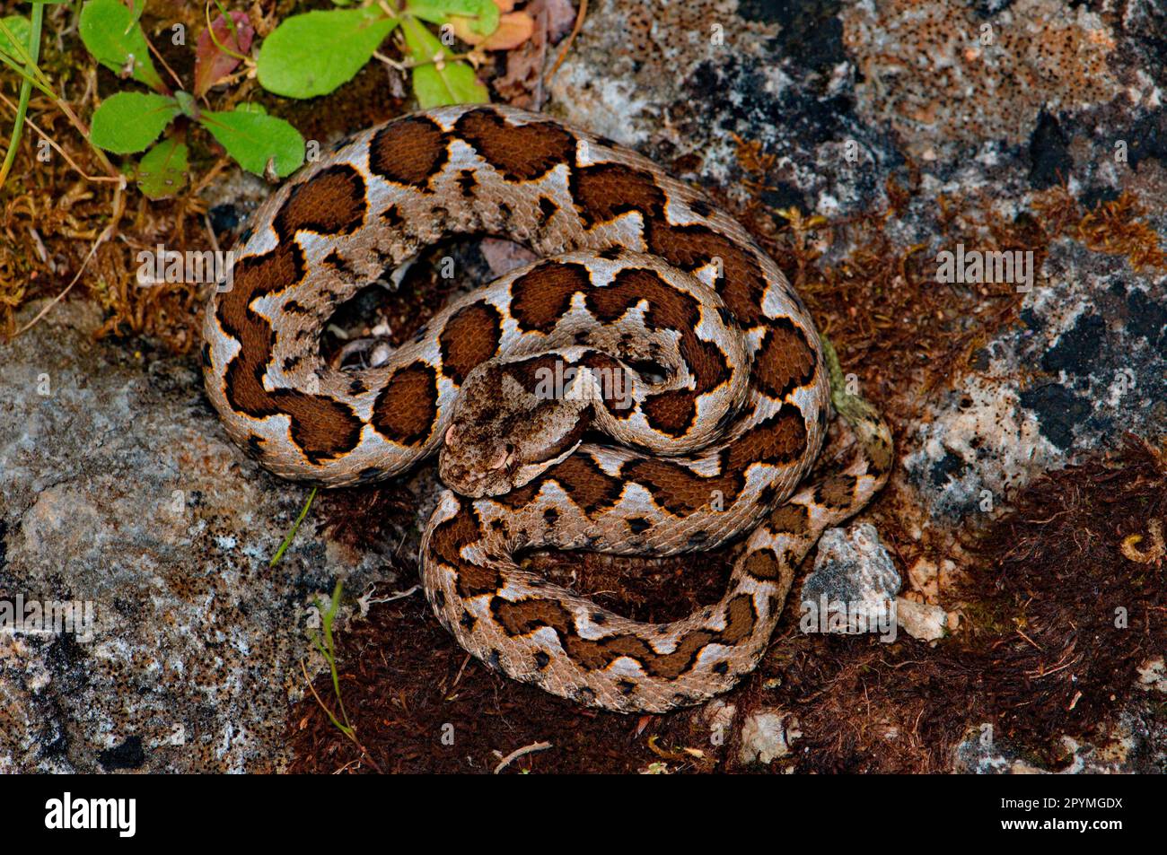 Greek horned viper hi-res stock photography and images - Alamy