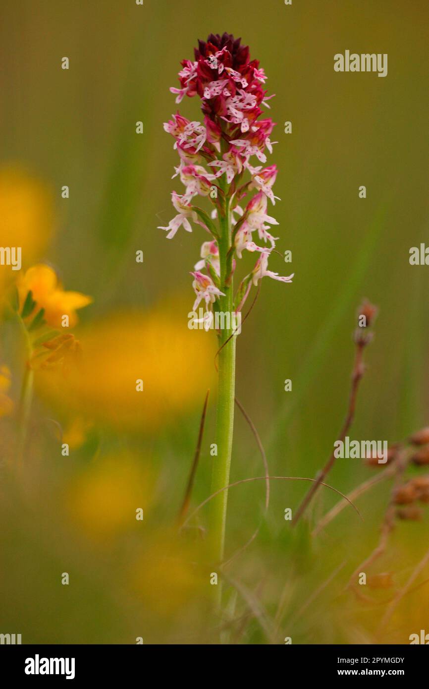 Fire orchid hi-res stock photography and images - Alamy