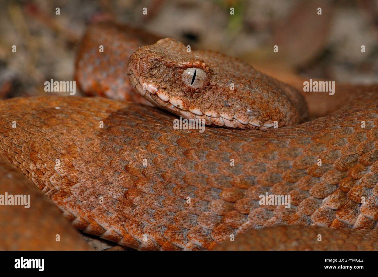 Adult red morph hi-res stock photography and images - Alamy