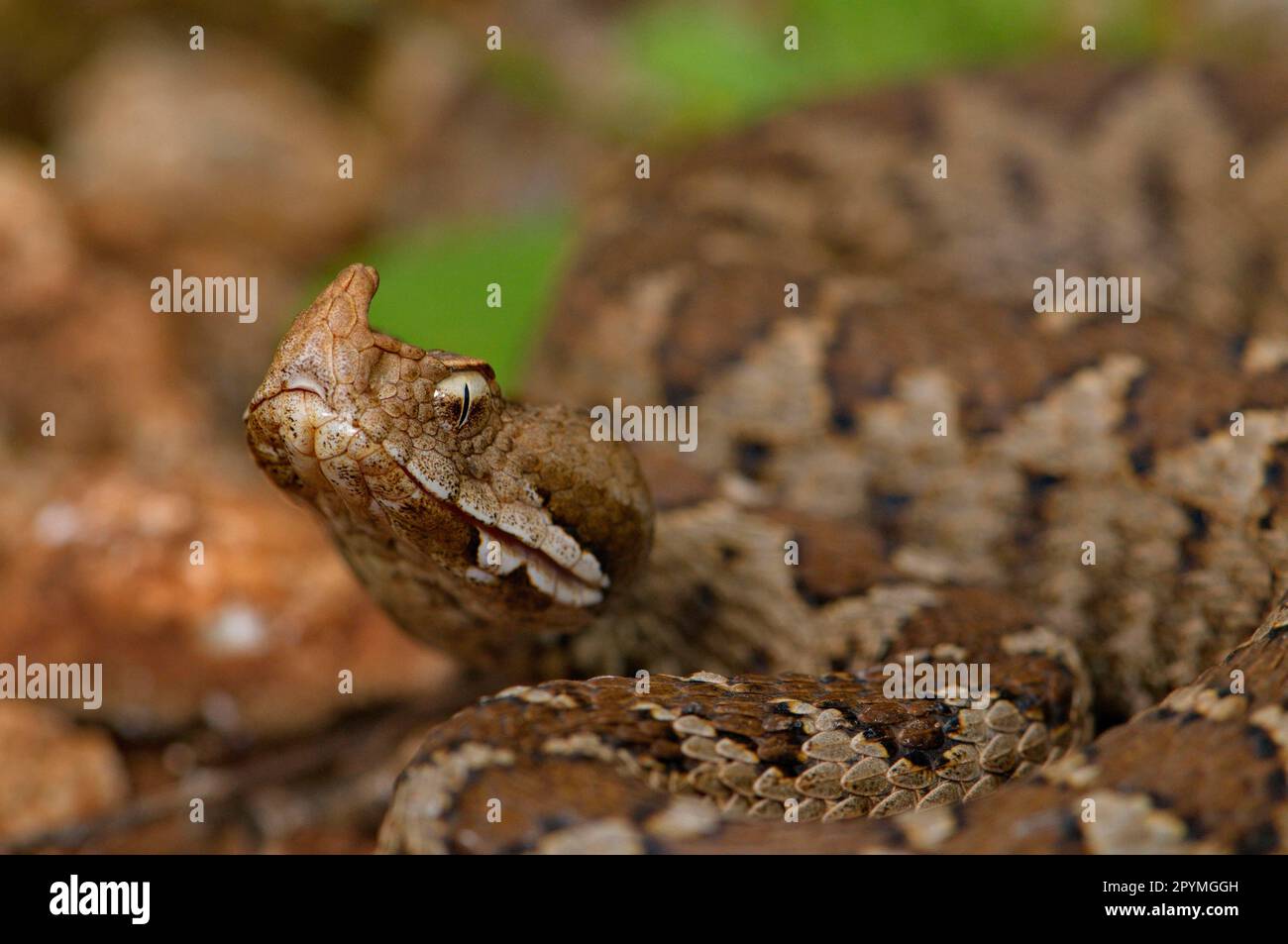 Greek horned viper hi-res stock photography and images - Alamy