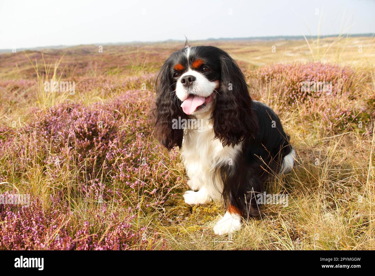 Cavalier King Charles Spaniel, tricoloured, Island of Texel ...
