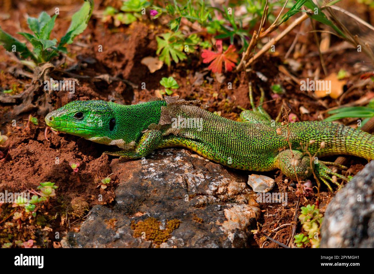 Giant emerald lizard, male Stock Photo - Alamy
