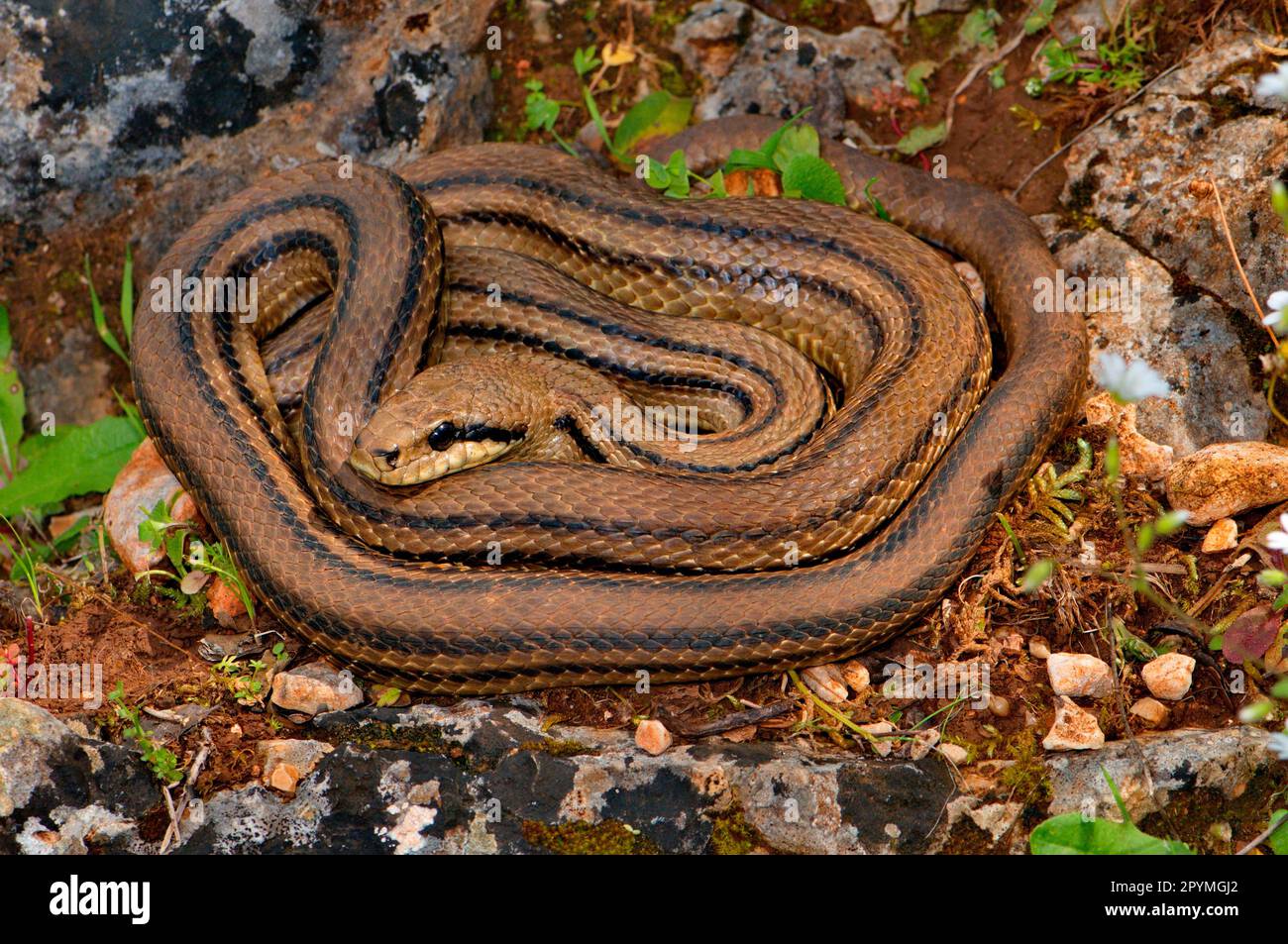 Rolled snake hi-res stock photography and images - Alamy