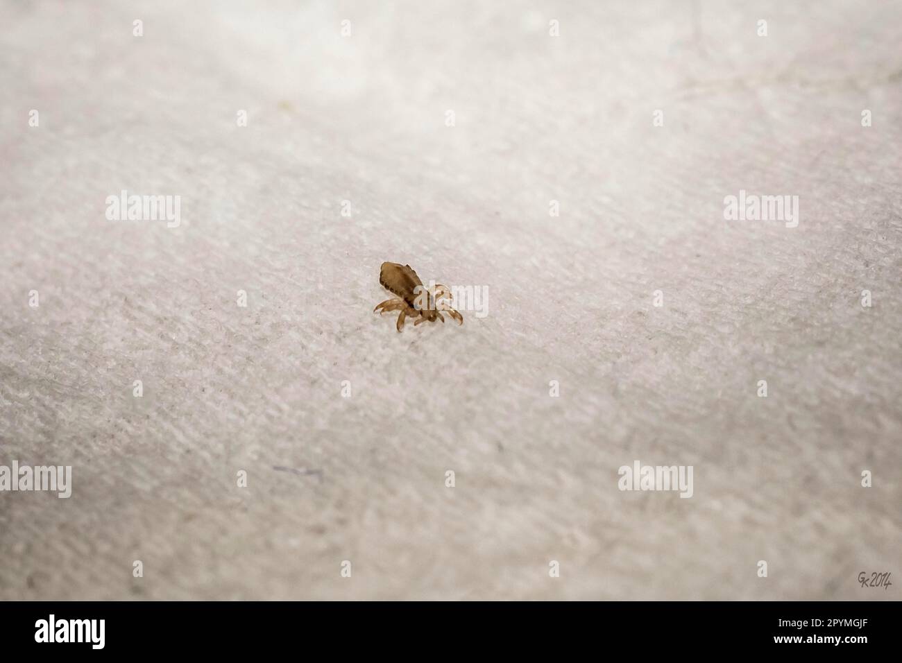 Adult head louse hi-res stock photography and images - Alamy