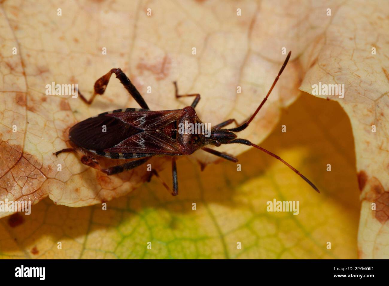 American pine bug Stock Photo - Alamy