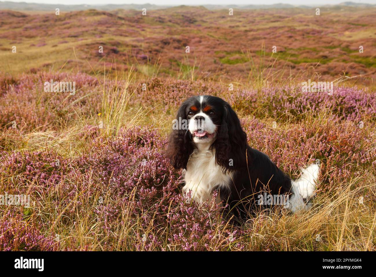Cavalier King Charles Spaniel, tricoloured, Island of Texel ...