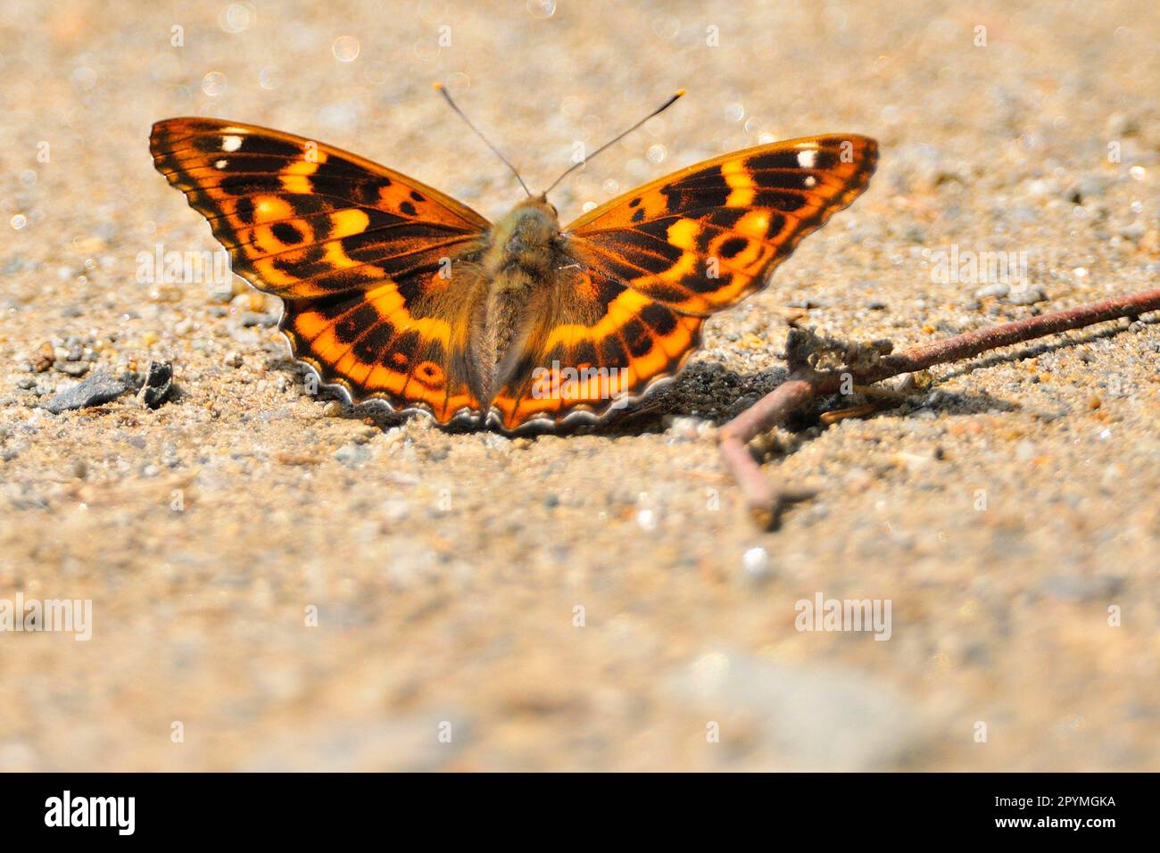 Small Schiller Butterfly (Red Schiller Form Stock Photo - Alamy