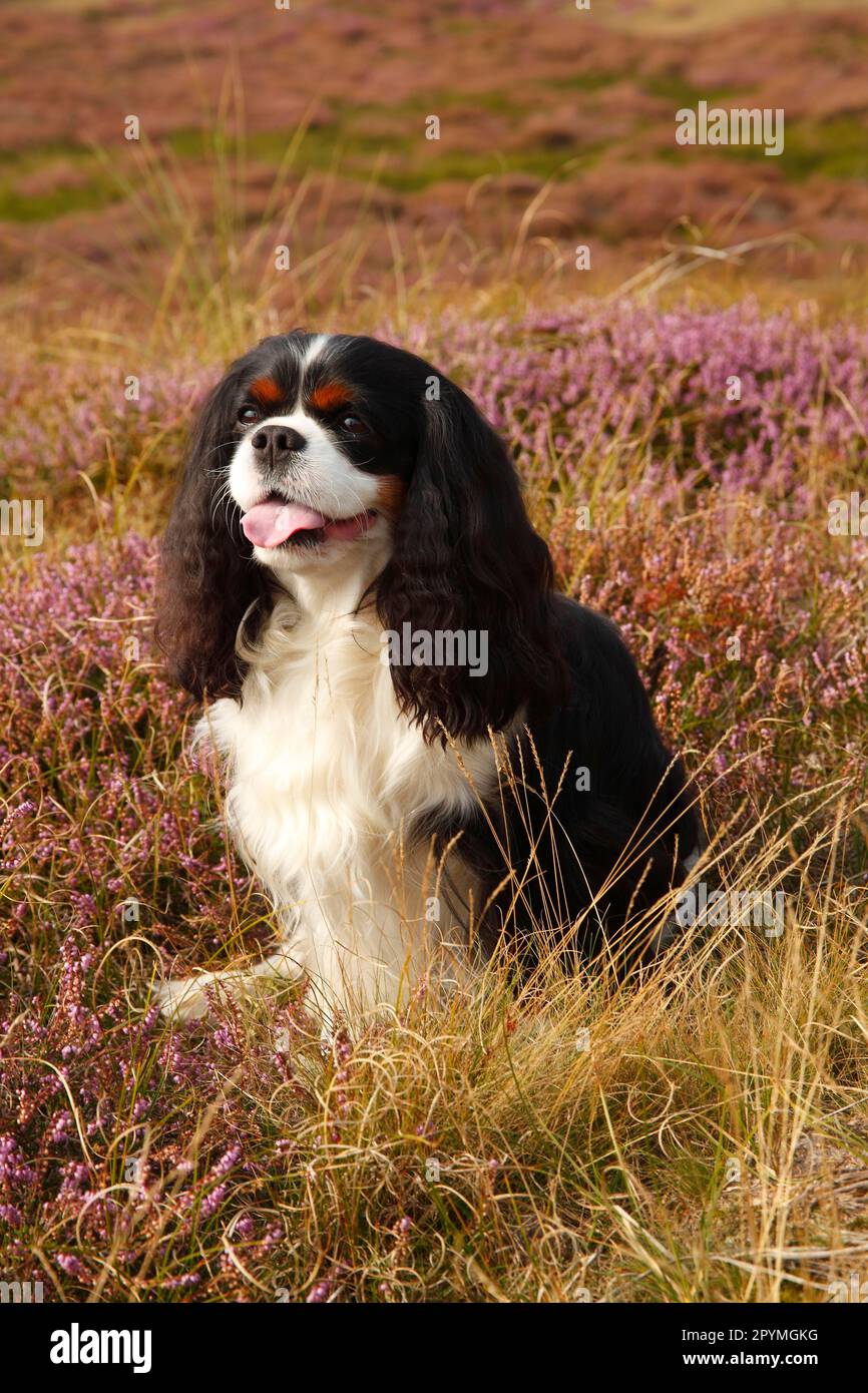 Cavalier King Charles Spaniel, tricoloured, Island of Texel ...