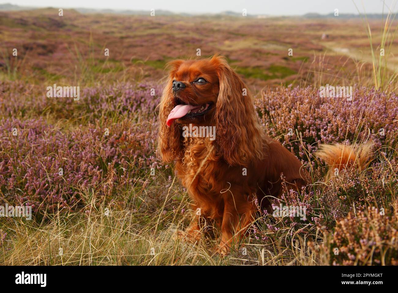 Cavalier King Charles Spaniel, ruby red, Texel Island, Netherlands ...