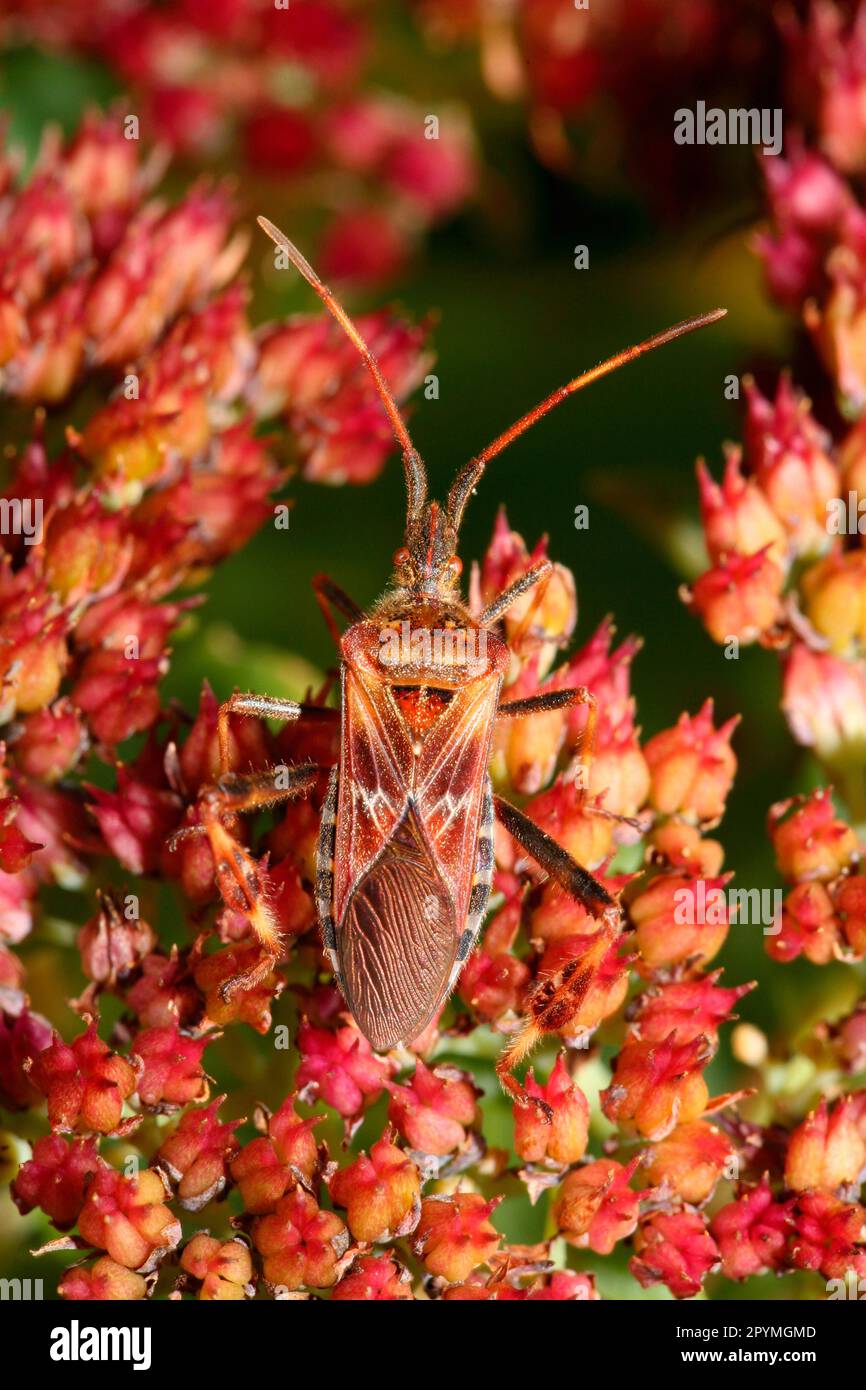 American pine bug Stock Photo - Alamy