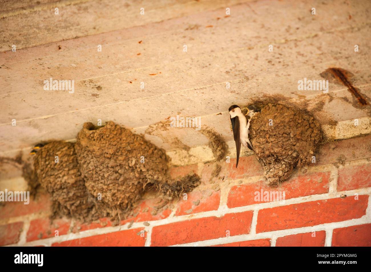 Juvenile house martin hi-res stock photography and images - Alamy