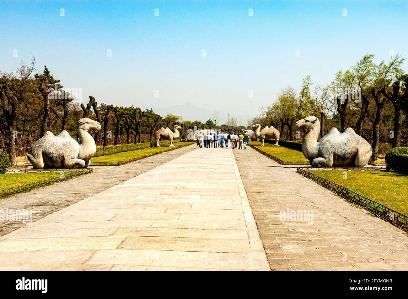 Two ancient stone sculptures kneeling and two standing camels, between ...