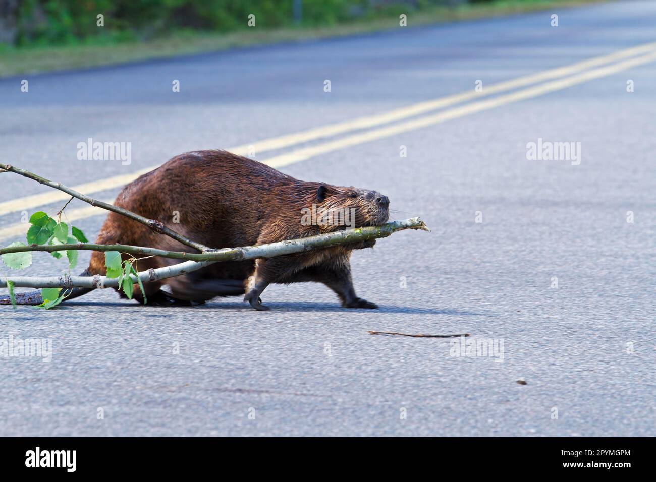 Beaver pulling a tree across a road (Castor canadensis), Quebec, Canada ...