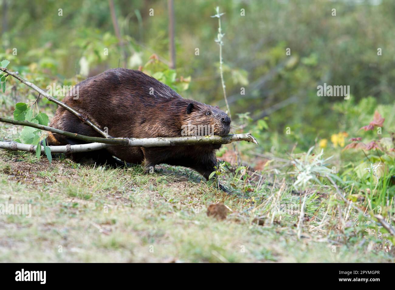 Beaver pulling twigs (Castor canadensis), Quebec, Canada Stock Photo ...