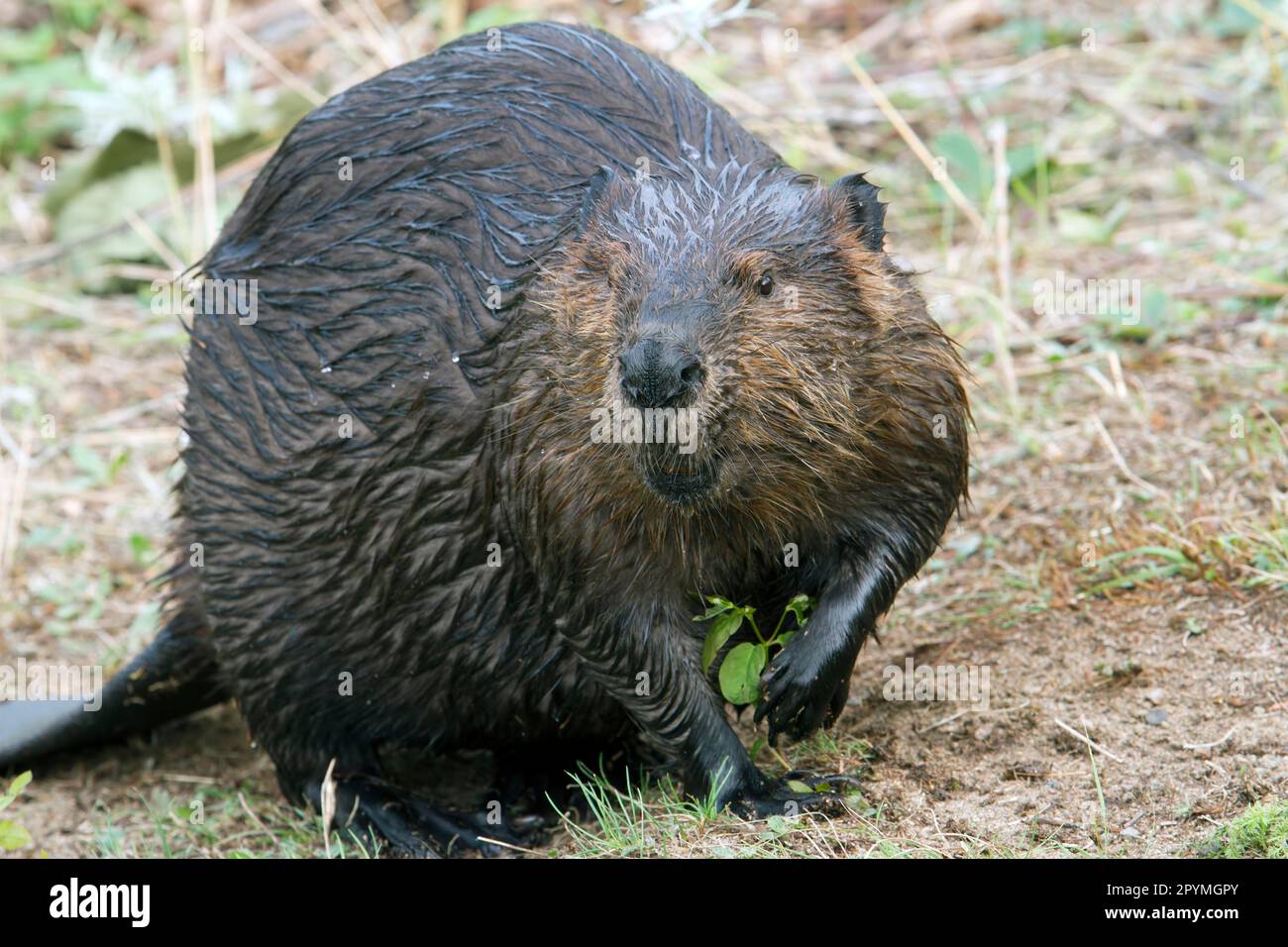 North American beaver (Castor canadensis), Quebec, Canada Stock Photo ...