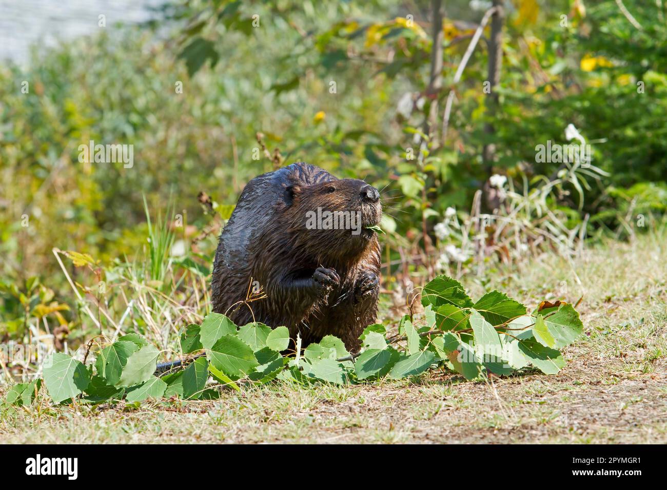 Adult beaver castor canadensis hi-res stock photography and images - Alamy
