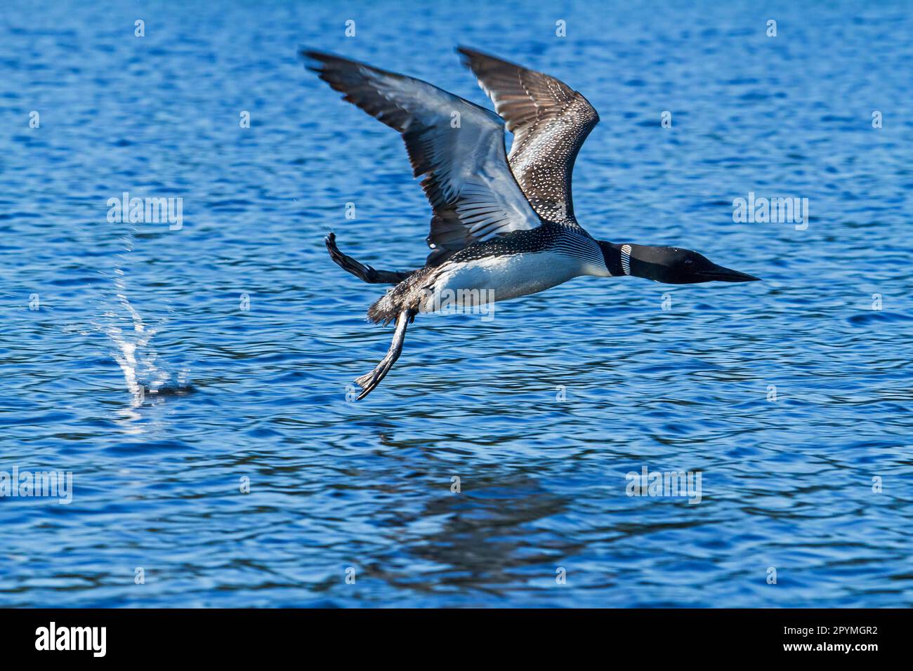 Great Northern Loon (Gavia immer) at take-off, Quebec, Canada Stock ...