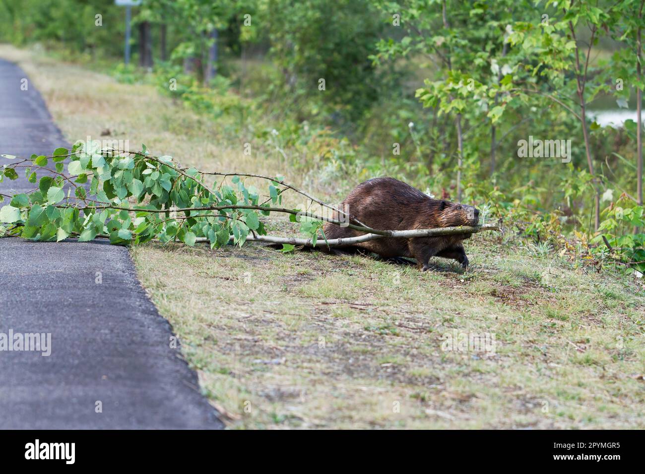 Beaver pulling a tree across a road (Castor canadensis), Quebec, Canada ...