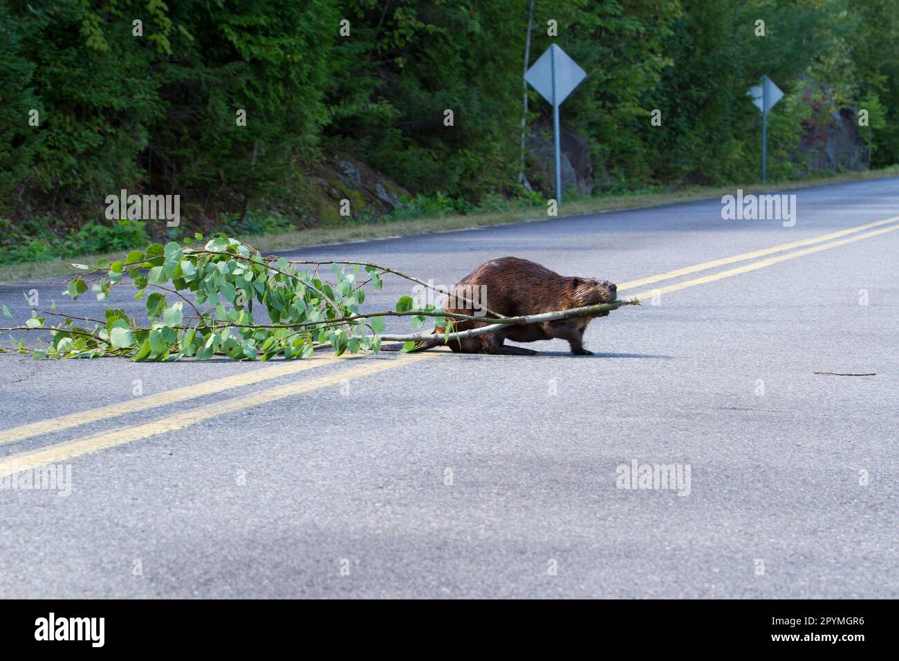 Beaver pulling a tree across a road (Castor canadensis), Quebec, Canada ...