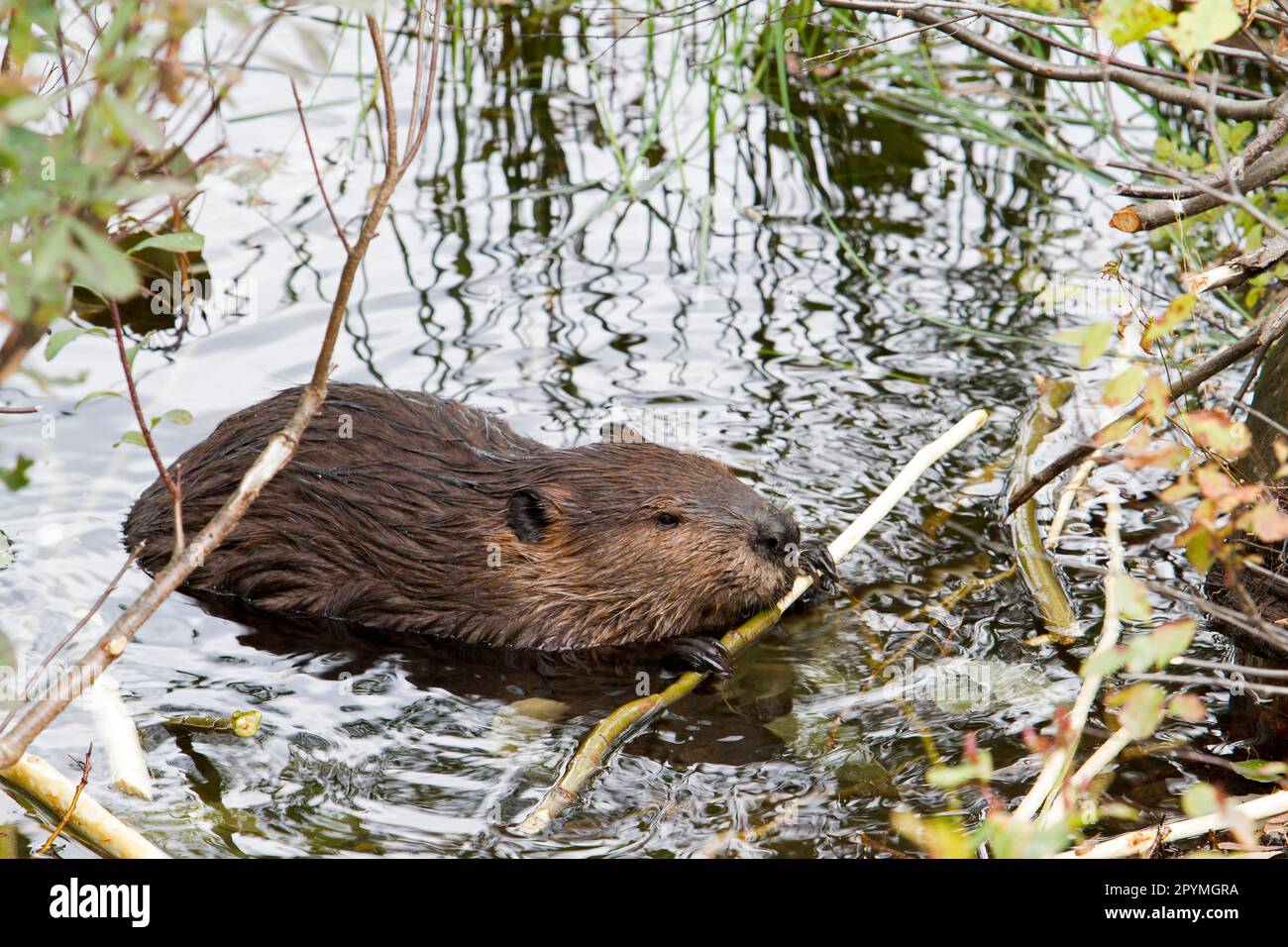 Beaver feeding in water (Castor canadensis), Quebec, Canada Stock Photo ...