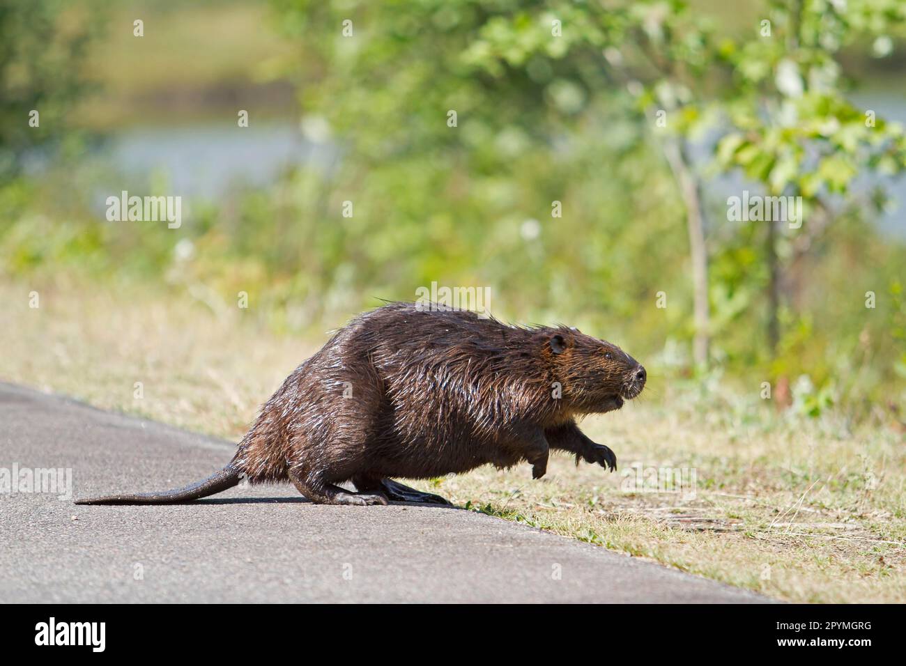 Beaver running across the road (Castor canadensis), Quebec, Canada ...