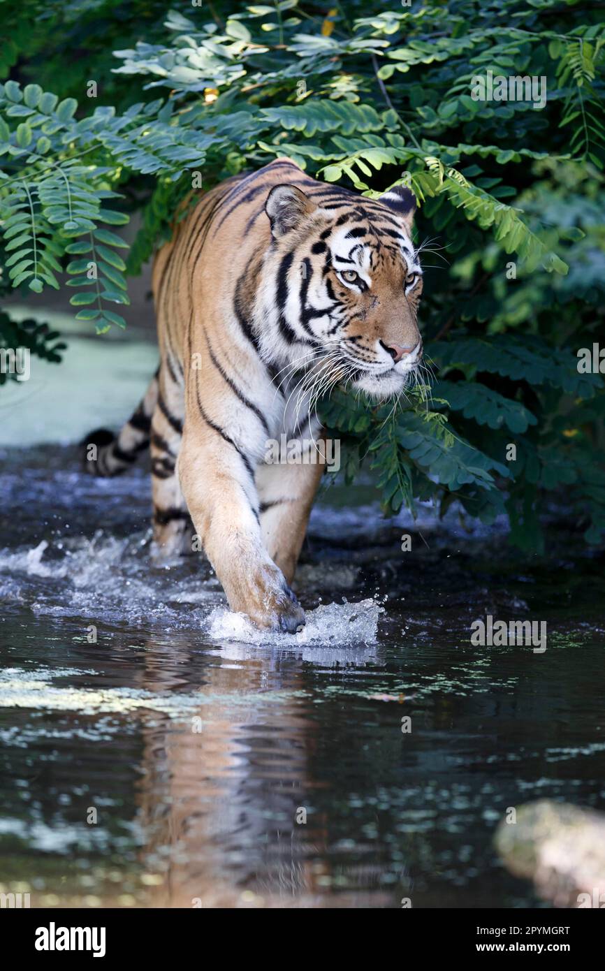Siberian tiger (Panthera tigris altaica), Amur tiger, captive Stock Photo - Alamy