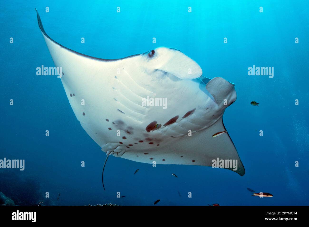 Manta ray, devil ray, winged ray, reef manta ray (Manta alfredi ...