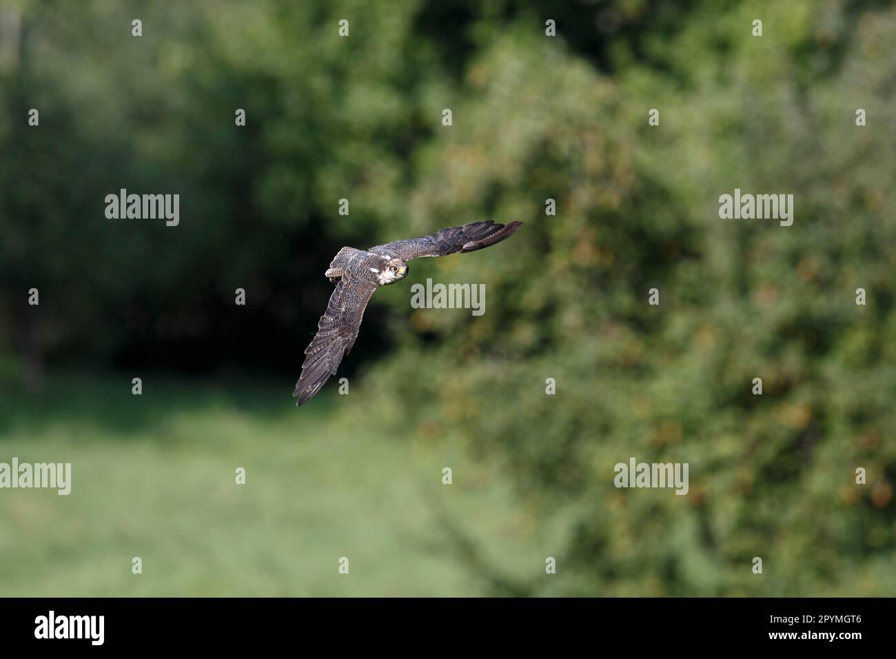 Lanner falcon (Falco biarmicus), in captivity Stock Photo - Alamy