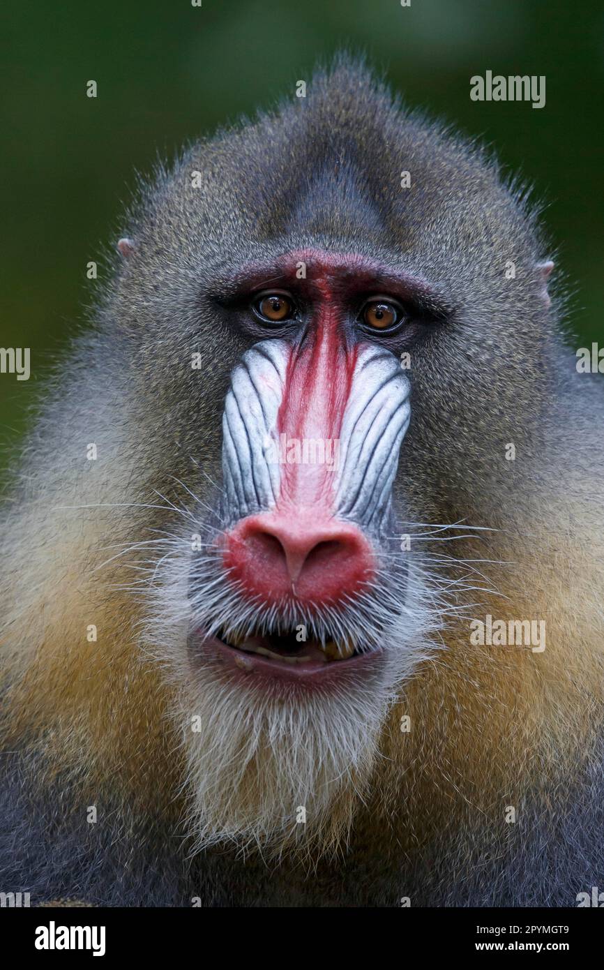 Mandrill (Mandrillus sphinx), in captivity Stock Photo - Alamy
