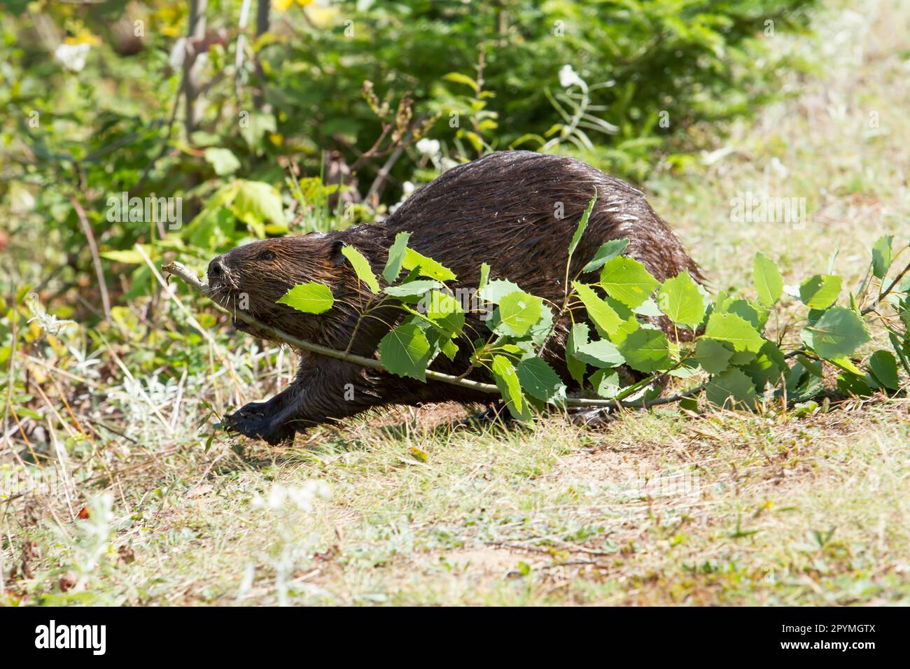 Beaver pulling twigs (Castor canadensis), Quebec, Canada Stock Photo ...