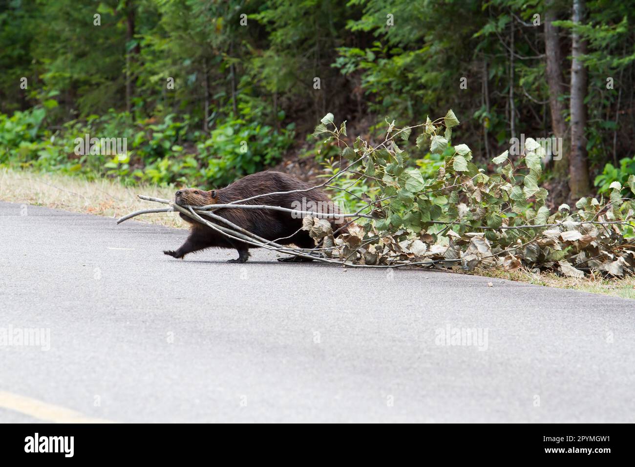Beaver pulling a tree across a road (Castor canadensis), Quebec, Canada ...