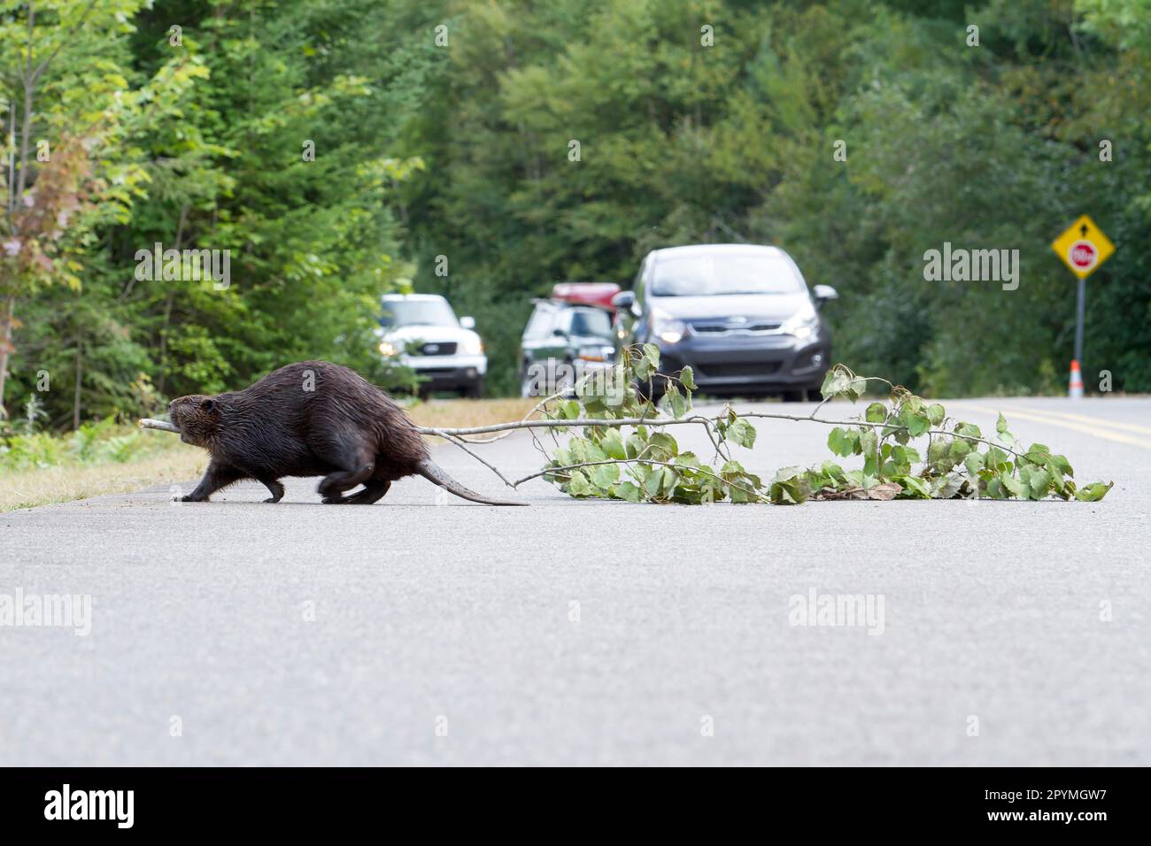 Beaver pulling a tree across a road (Castor canadensis), Quebec, Canada ...
