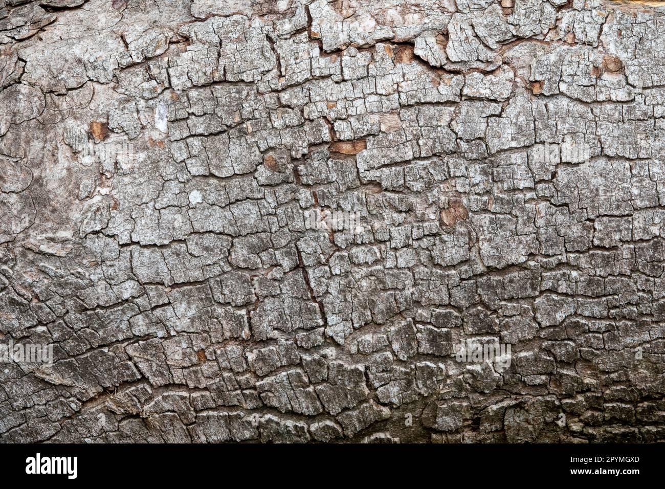 Timber skin hi-res stock photography and images - Alamy