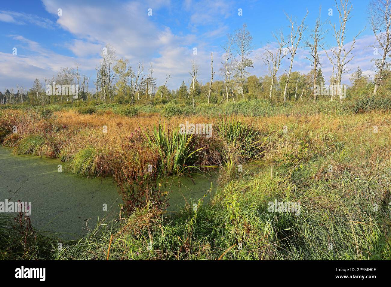 Birch, bog, Pfrunger-Burgweiler Ried. Baden-Wuerttemberg, Germany Stock ...