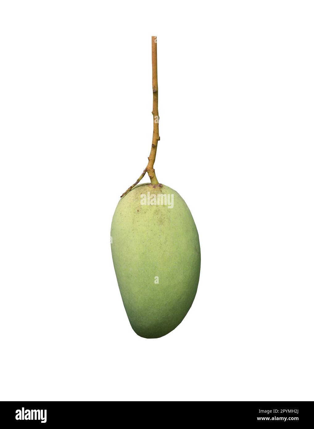 Mangos that are not yet ripe and are still green isolated on white ...