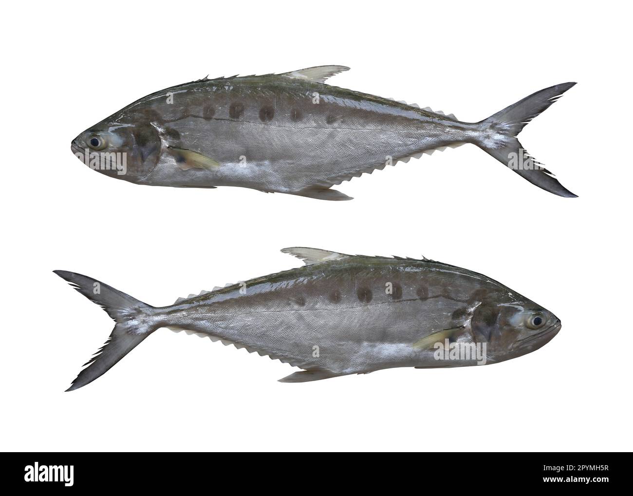 Freshness Talang queenfish isolated on white background and have ...