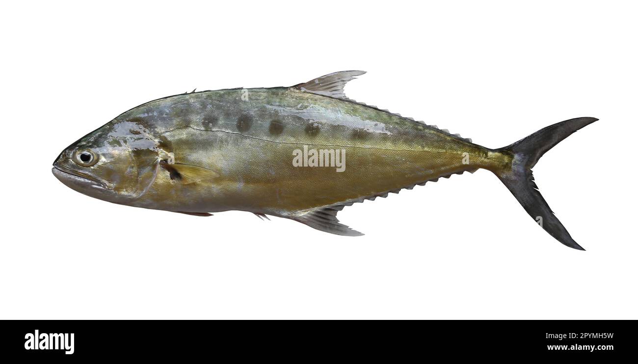 Freshness Talang queenfish isolated on white background and have ...