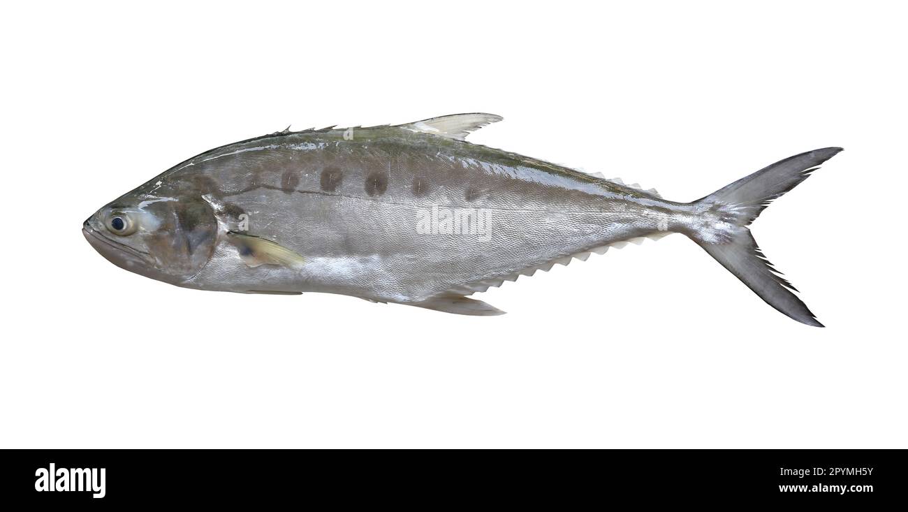 Freshness Talang queenfish isolated on white background and have ...
