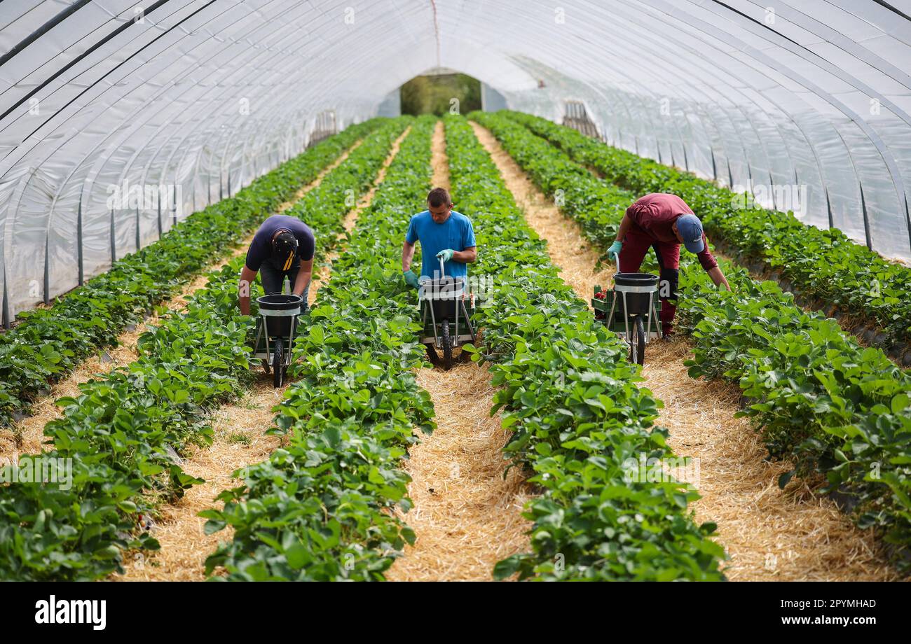 Schleswig-Holstein, Barsbüttel: 04 May 2023, Seasonal workers from ...