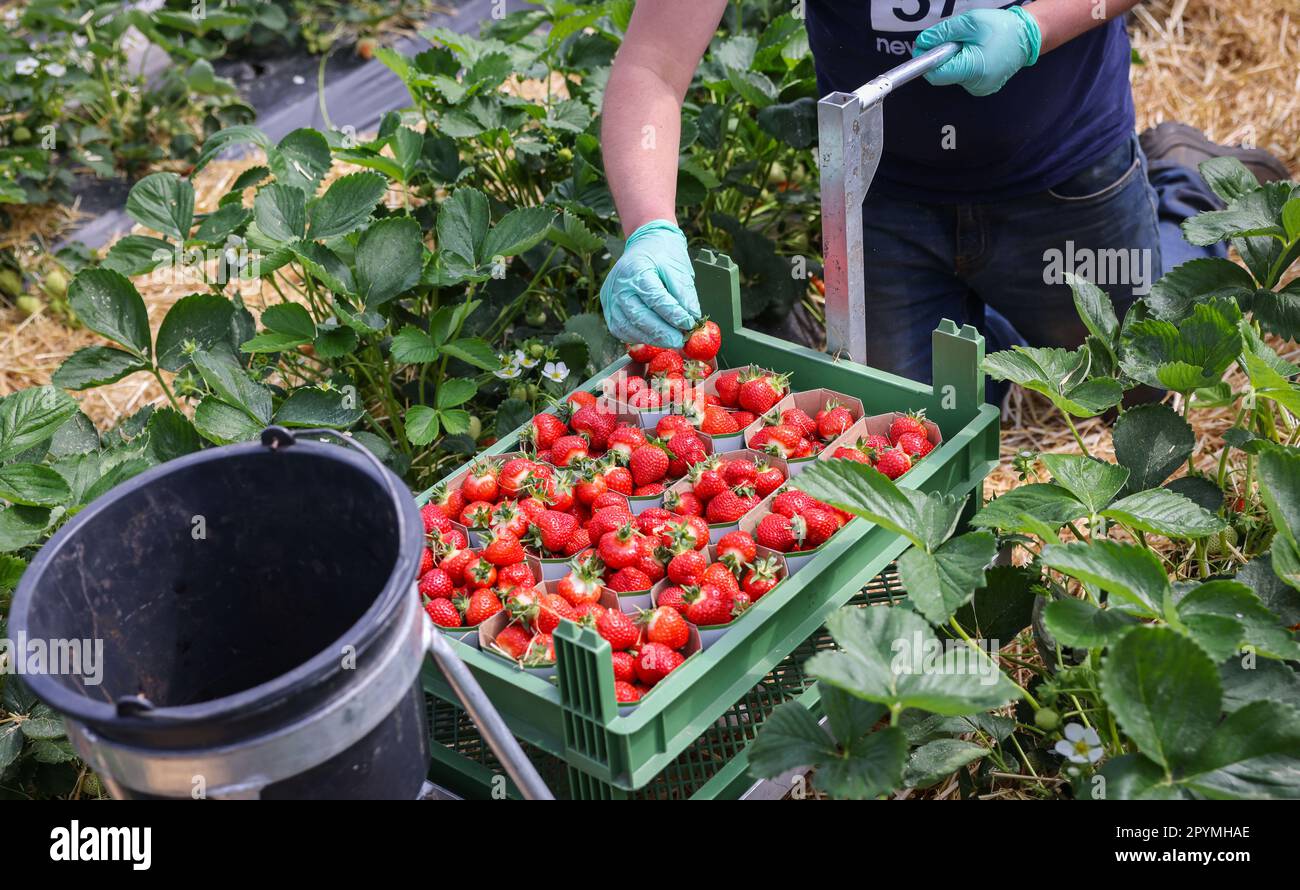 Schleswig-Holstein, Barsbüttel: 04 May 2023, Seasonal workers from ...