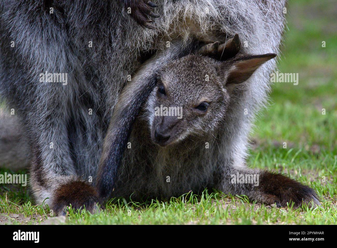 Halberstadt, Germany. 04th May, 2023. A kangaroo cub peers out of its ...