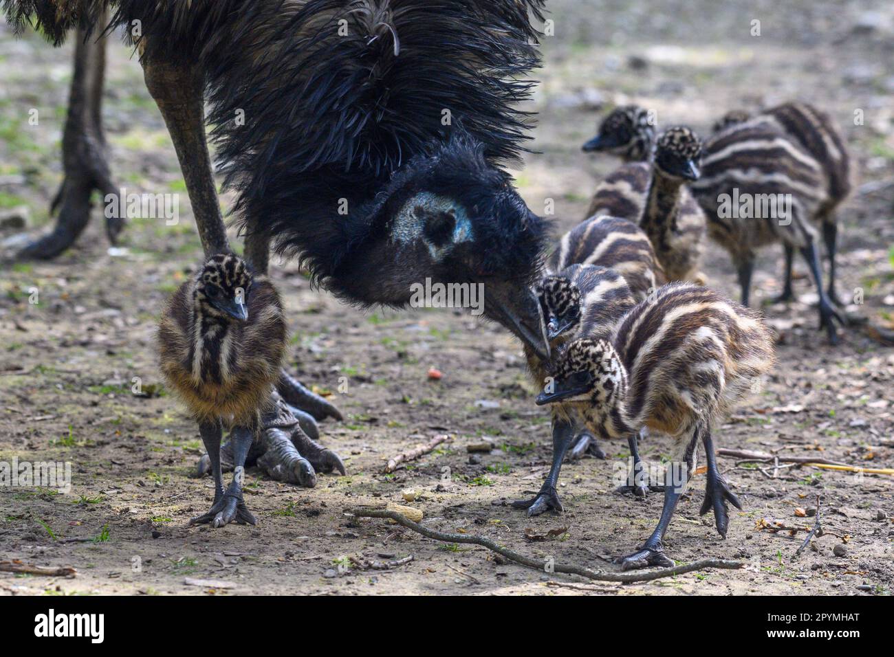 Hen enclosures hi-res stock photography and images - Alamy