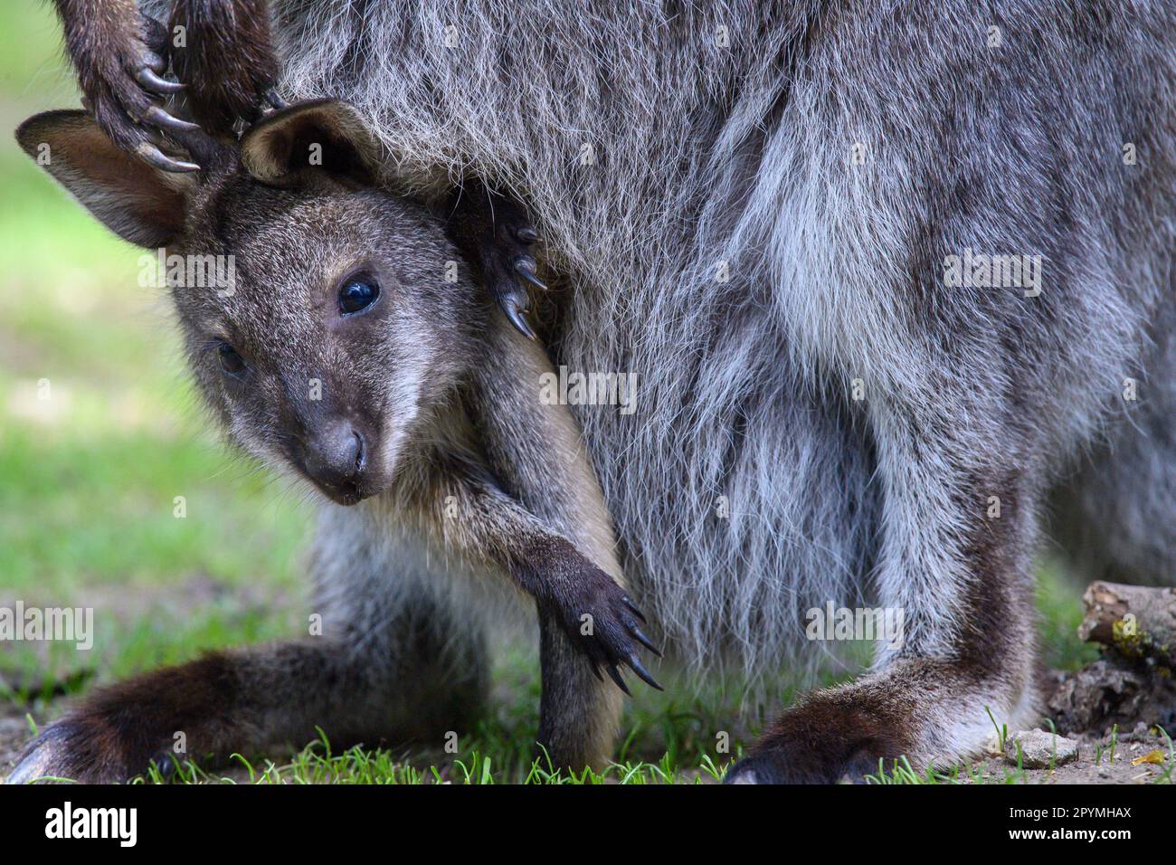 Halberstadt, Germany. 04th May, 2023. A kangaroo cub peers out of its ...