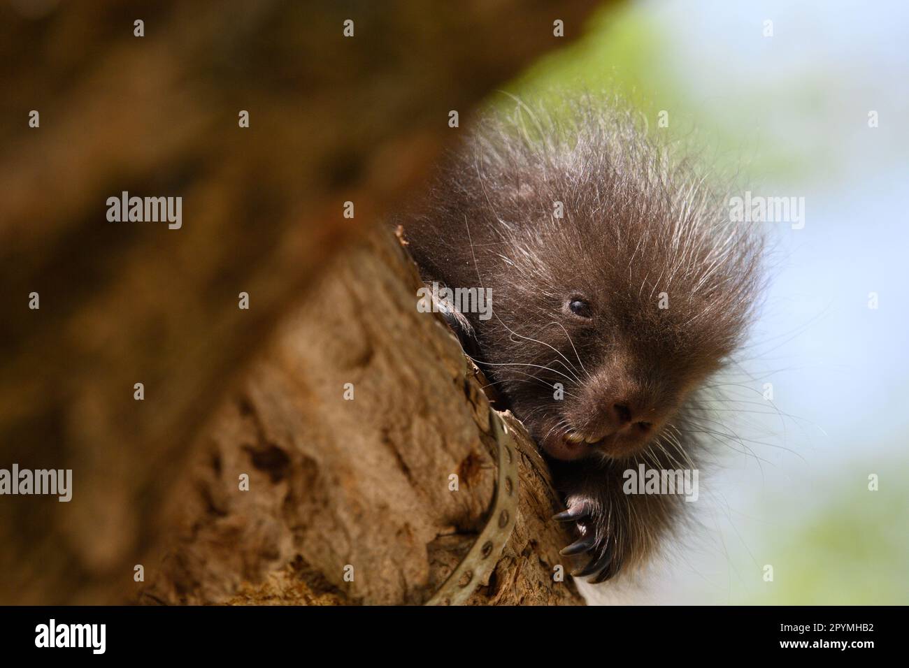 Halberstadt, Germany. 04th May, 2023. A tree spiny rodent cub looks ...